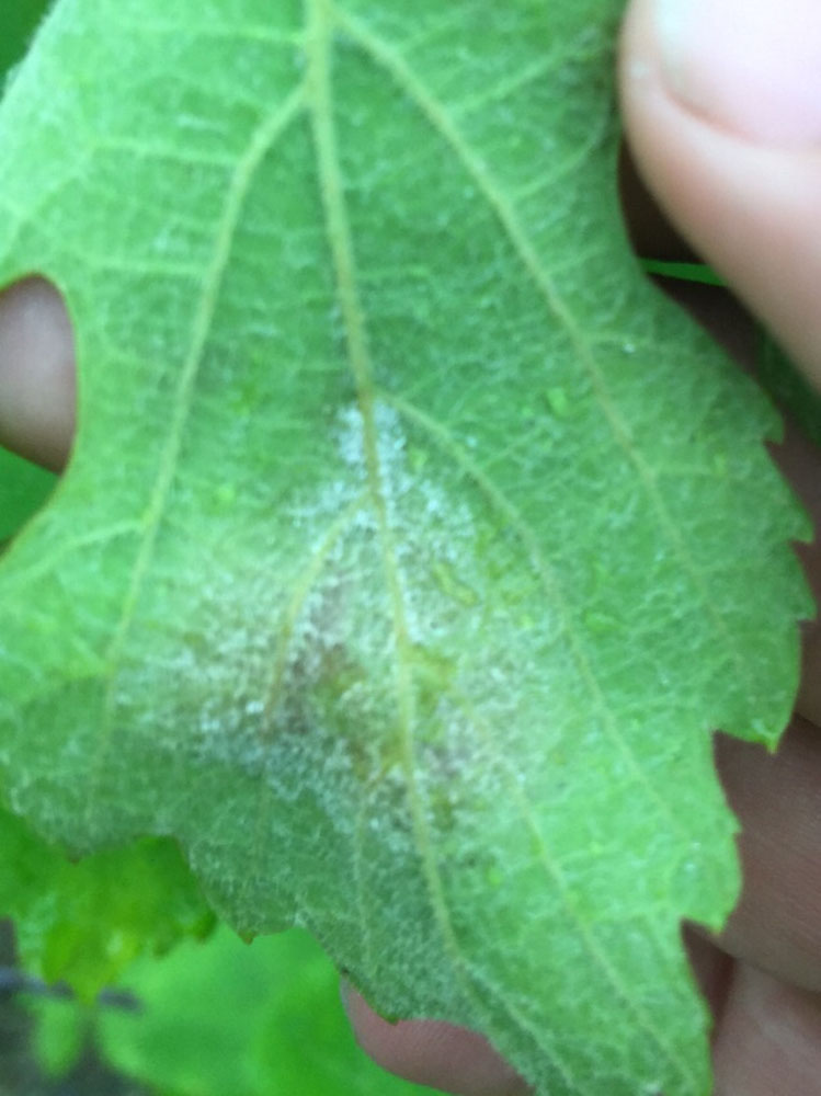 Evolución del Mildiu - Monet Viticultura